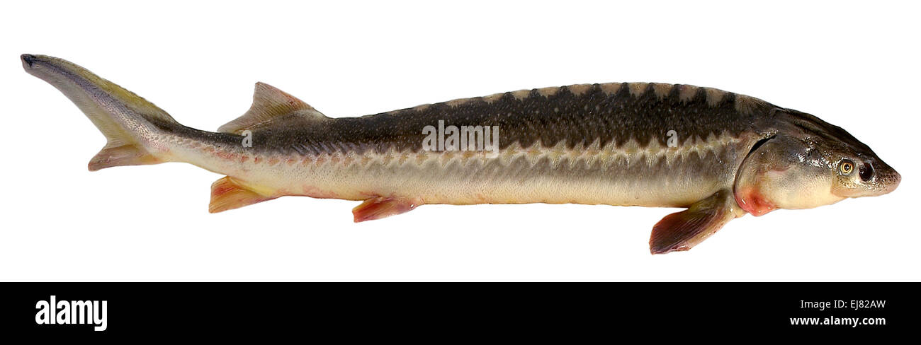 Sturgeon fish hi-res stock photography and images - Alamy