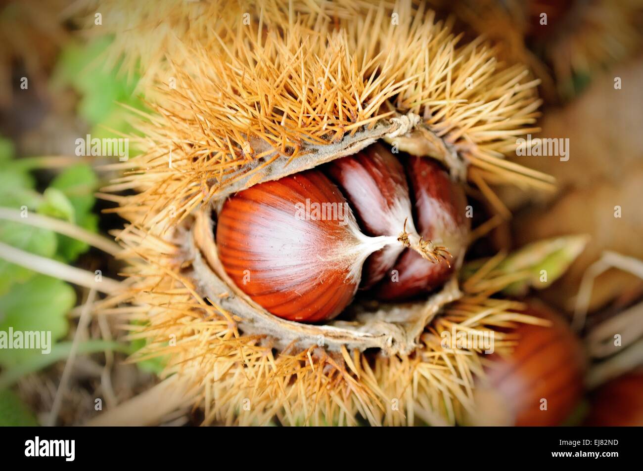 Maronen wald hi-res stock photography and images - Alamy