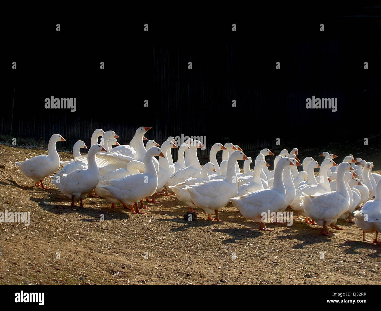 Farm goose hi-res stock photography and images - Alamy