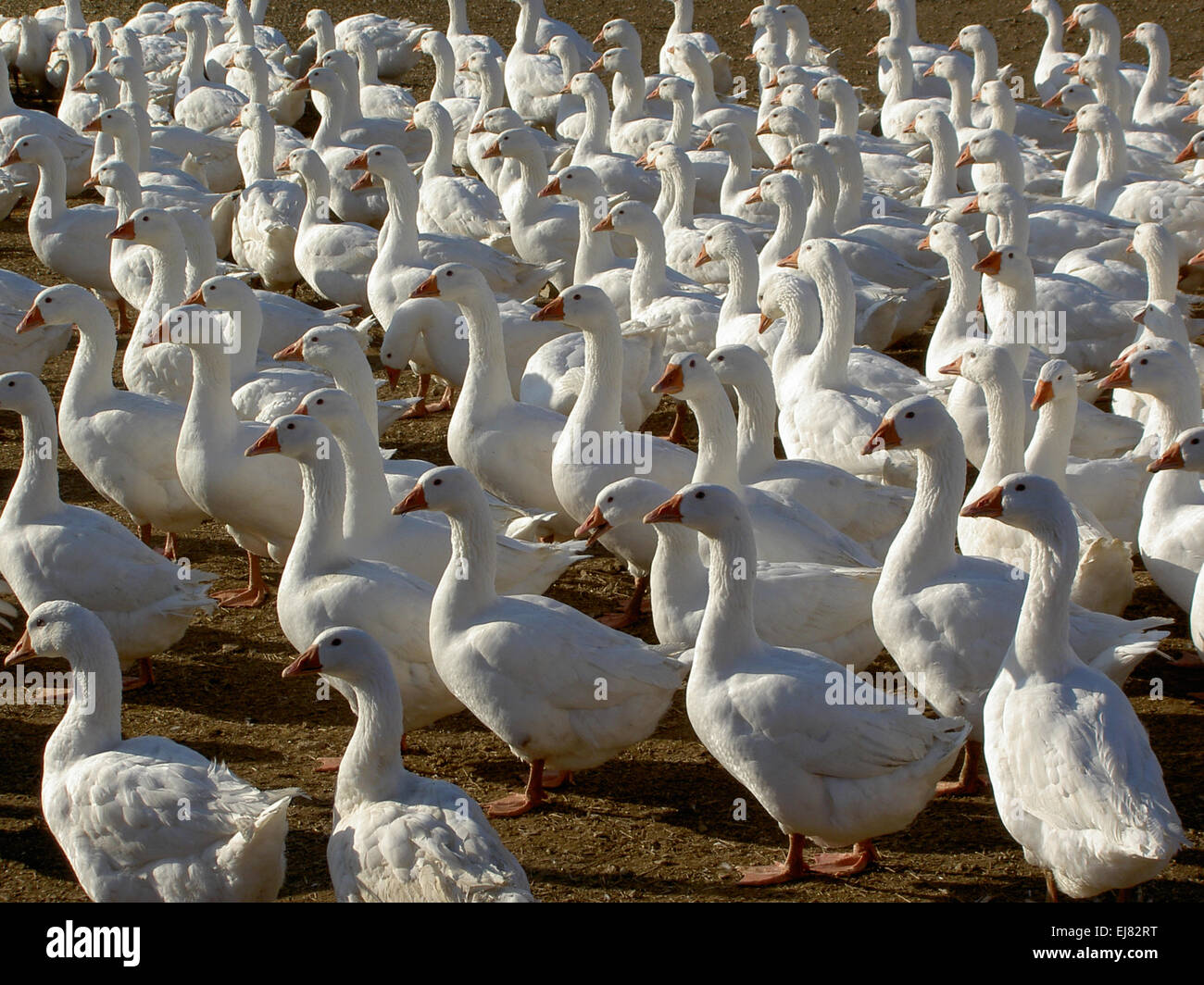 Goose farm hi-res stock photography and images - Alamy
