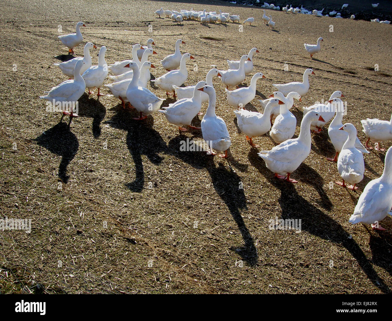 Gaensefarm hi-res stock photography and images - Alamy
