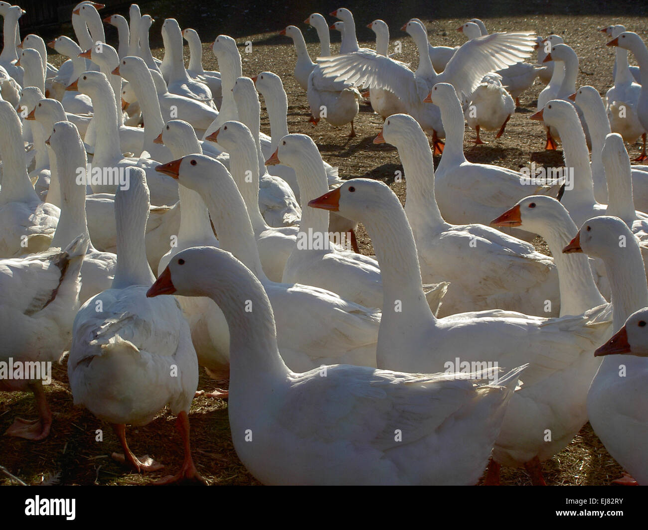 Goose farm hi-res stock photography and images - Alamy