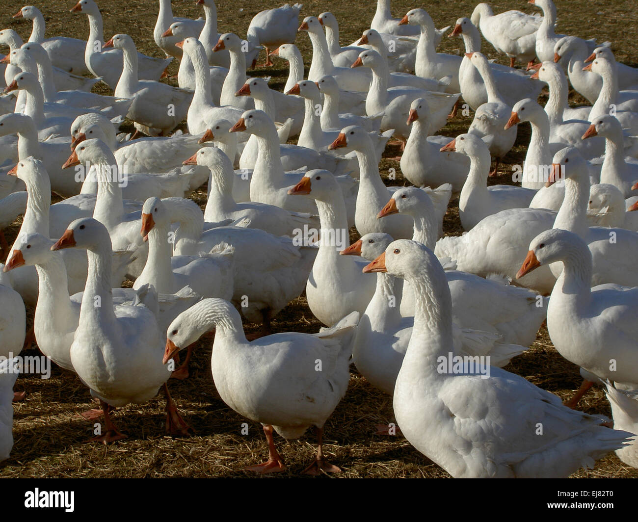 Goose farm hi-res stock photography and images - Alamy
