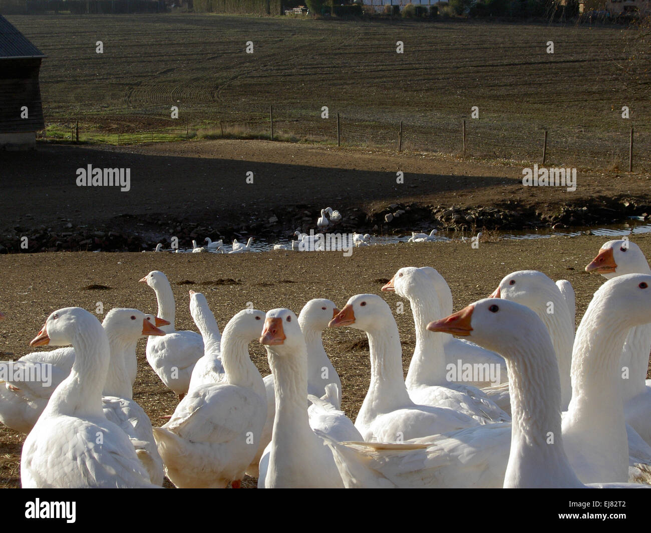 Gaensefarm hi-res stock photography and images - Alamy