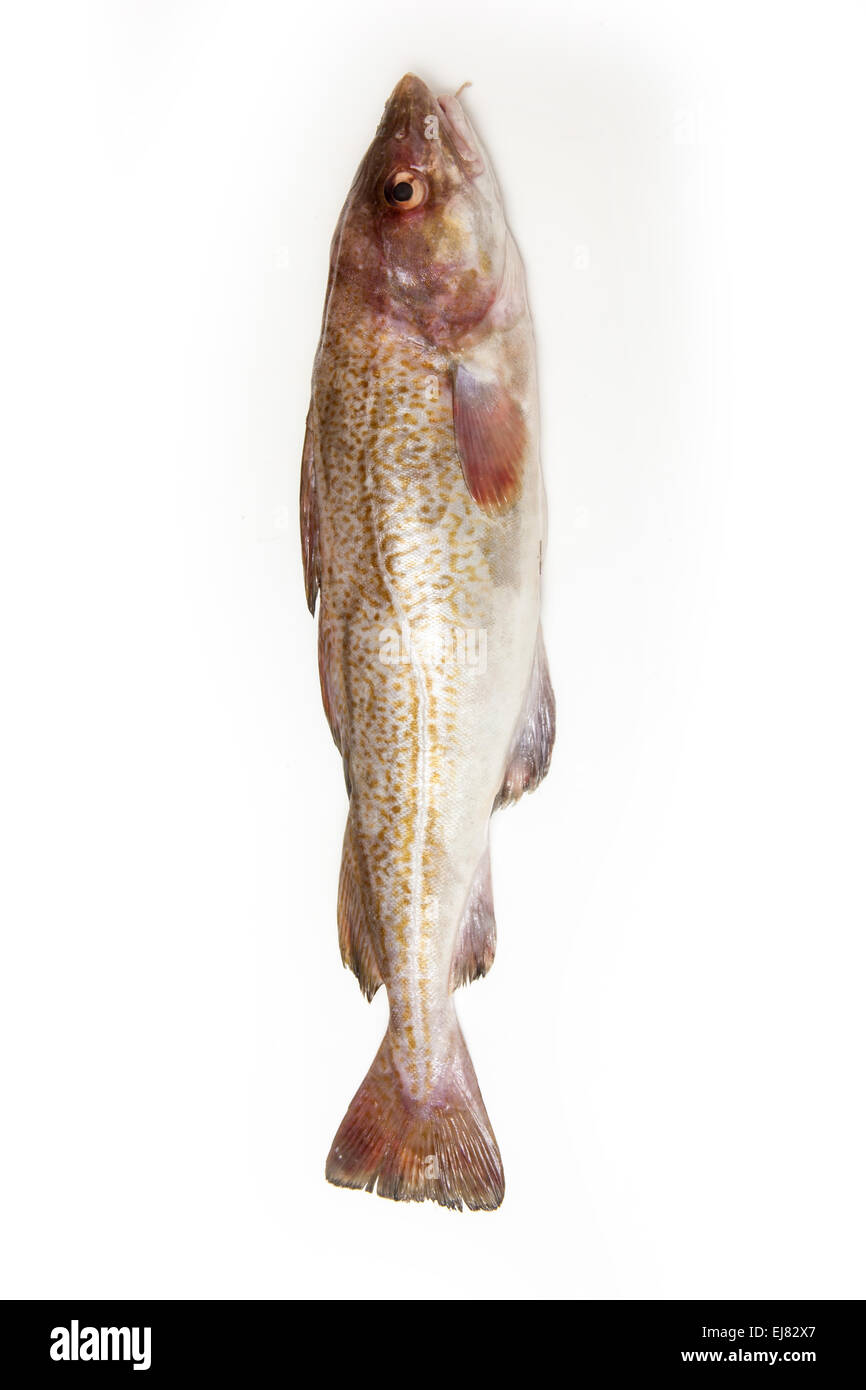 Atlantic cod gadus morhua Cut Out Stock Images & Pictures - Alamy
