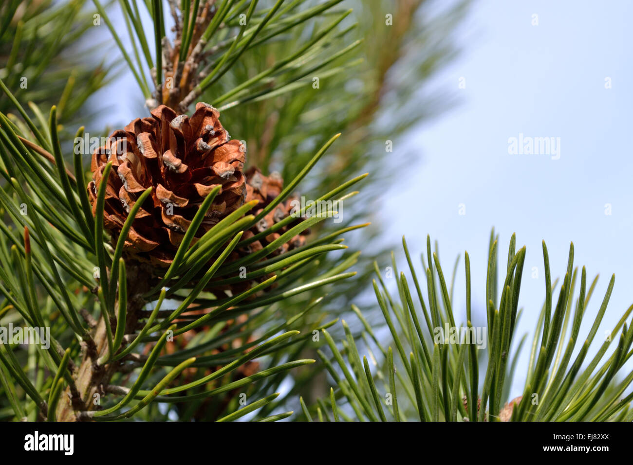 Redwood cones hi-res stock photography and images - Alamy