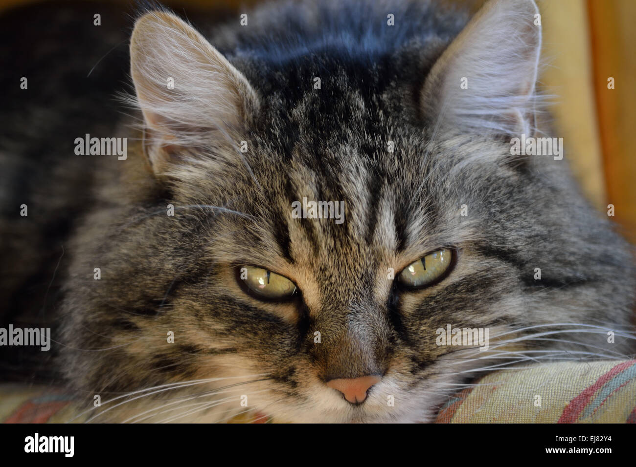 Tabby house hi-res stock photography and images - Alamy
