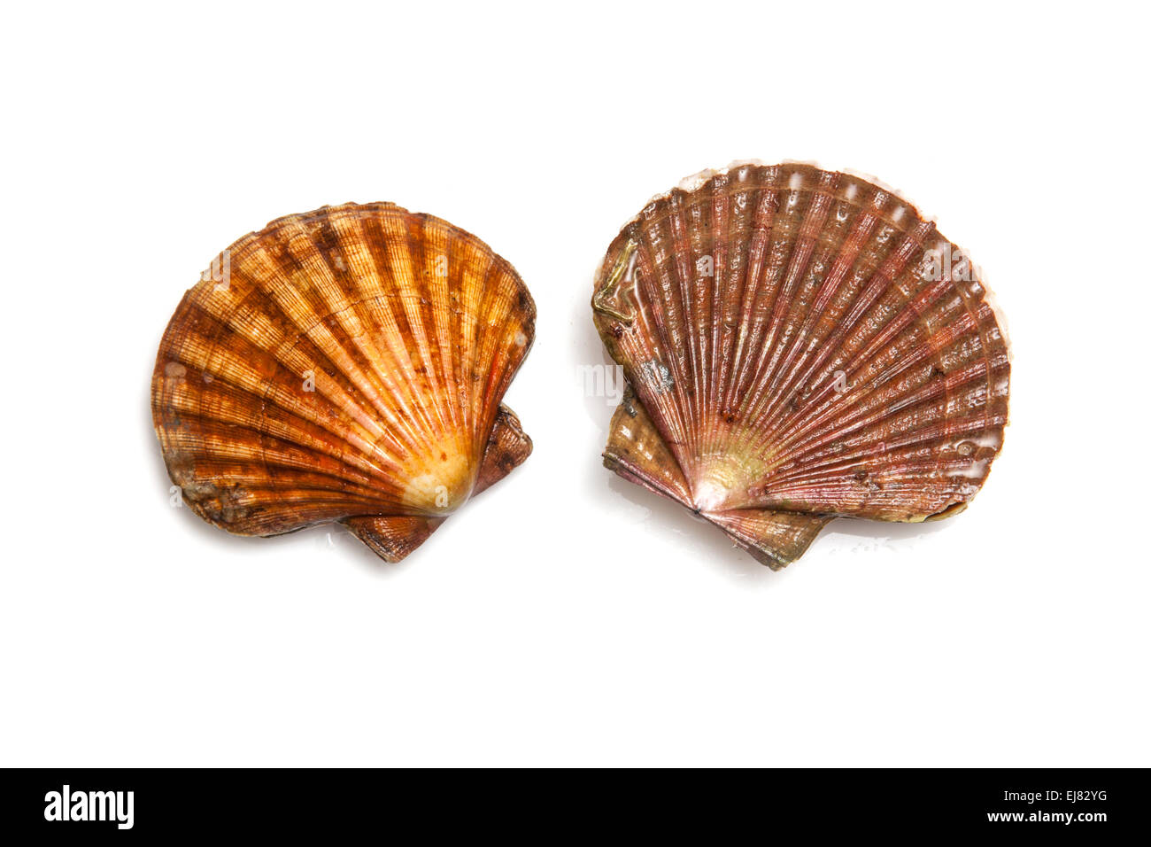 Live scallops hi-res stock photography and images - Alamy