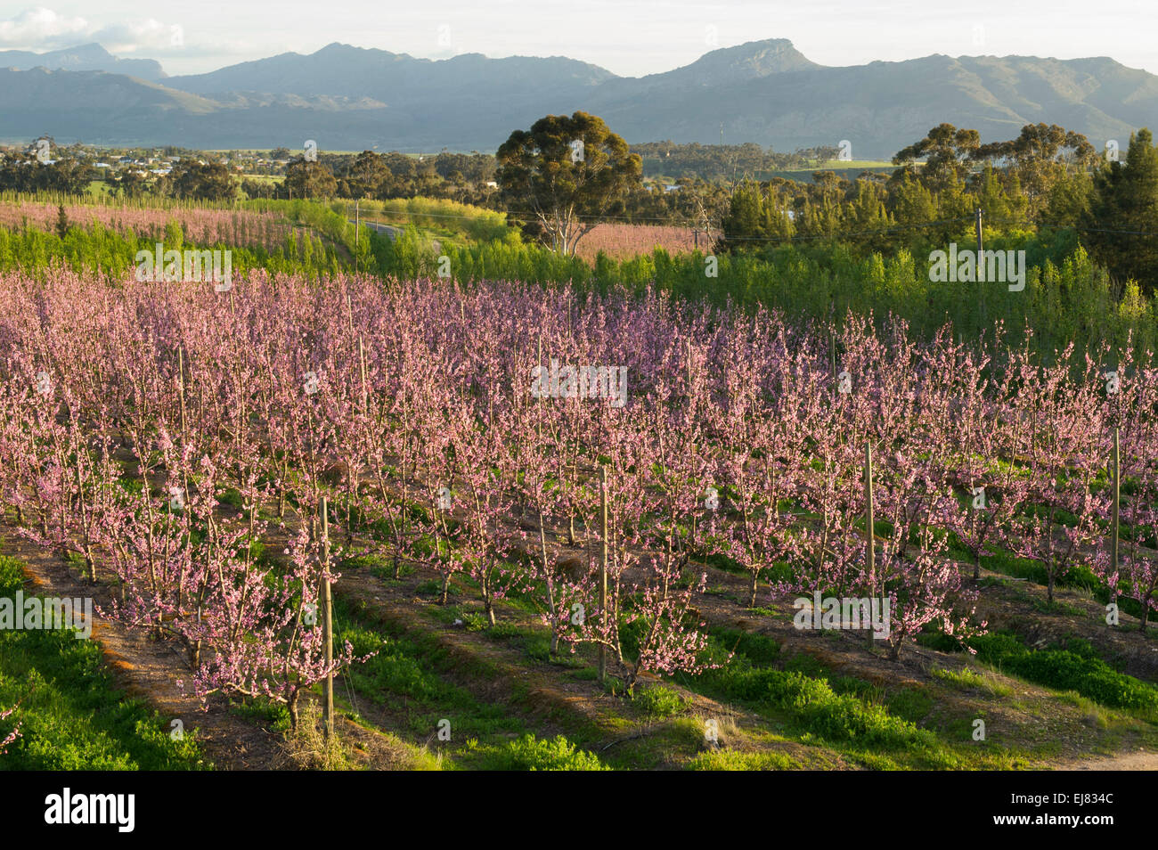 Fruit tree blossoms at the base of the Winterhoek Mountains, Tulbagh ...