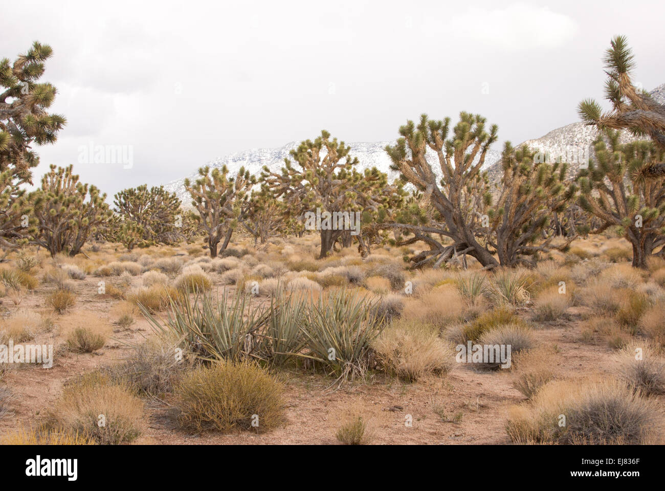 Joshua trees mountains in hi-res stock photography and images - Alamy