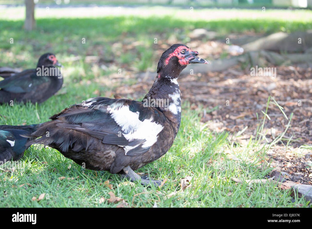 Domesticated muscovy duck hi-res stock photography and images - Alamy