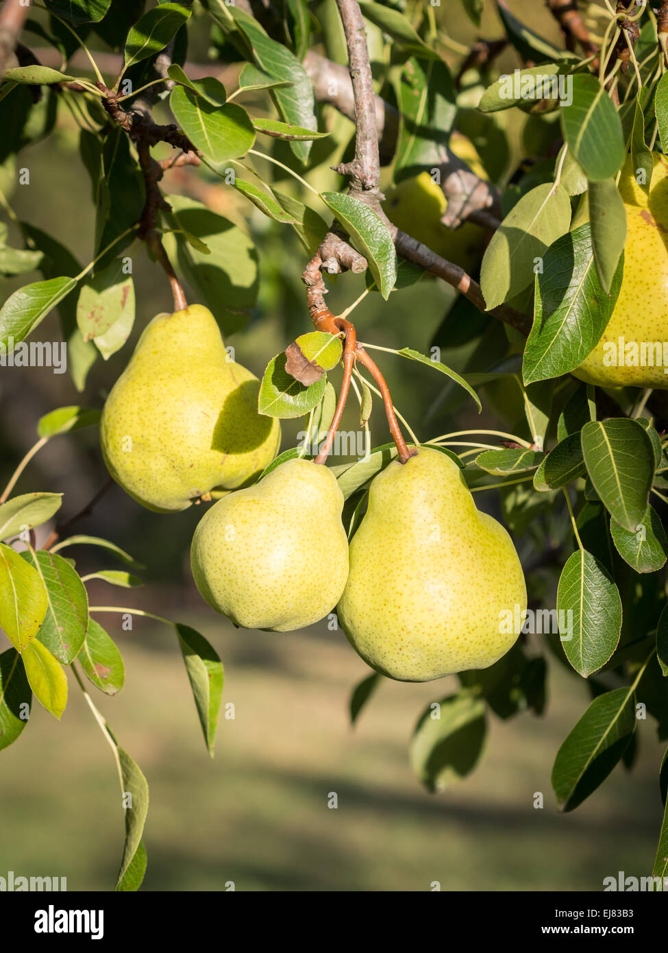Yellow pears on a tree in a fruit orchard in Franschhoek in South ...