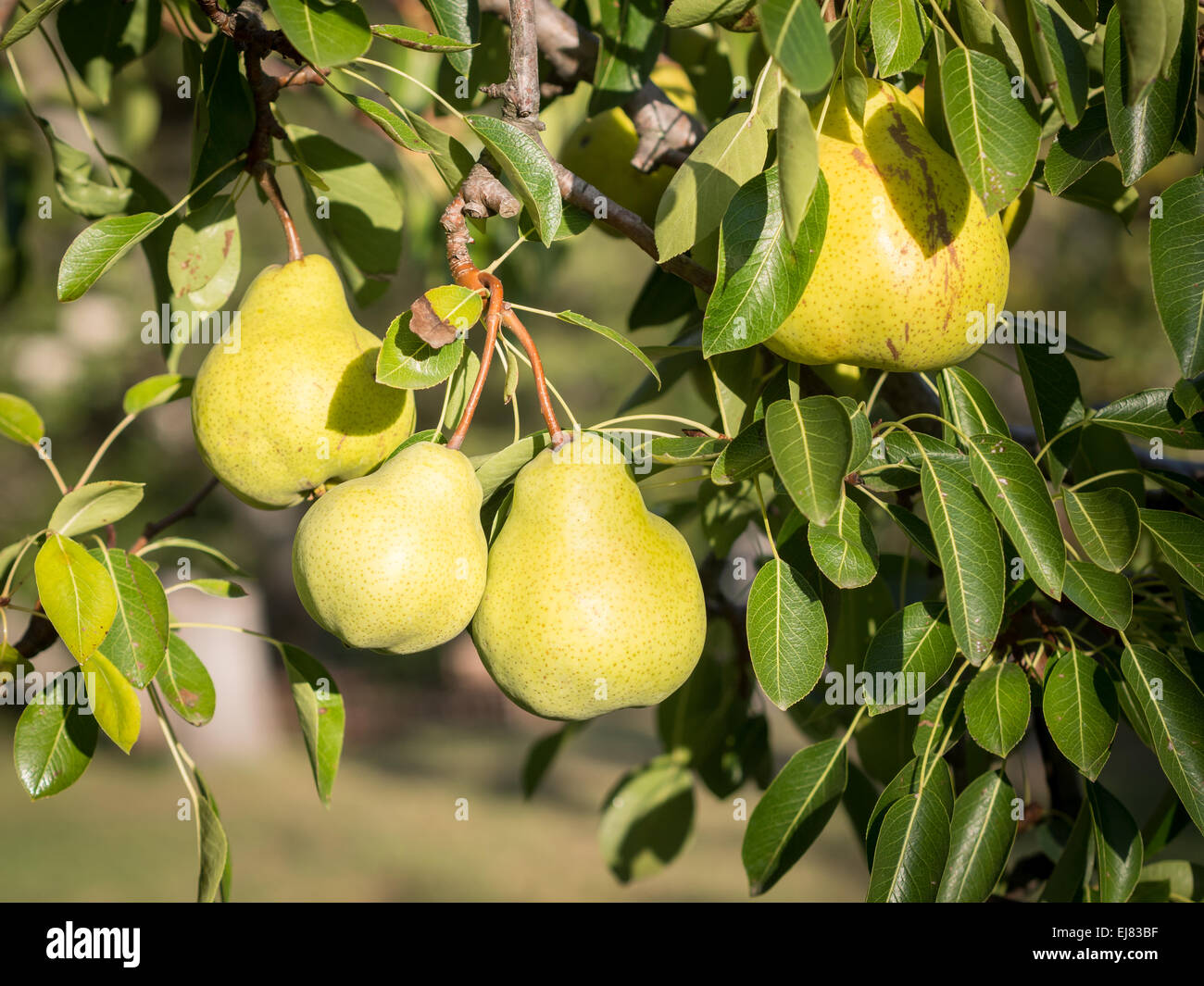 Yellow pears on a tree in a fruit orchard in Franschhoek in South ...