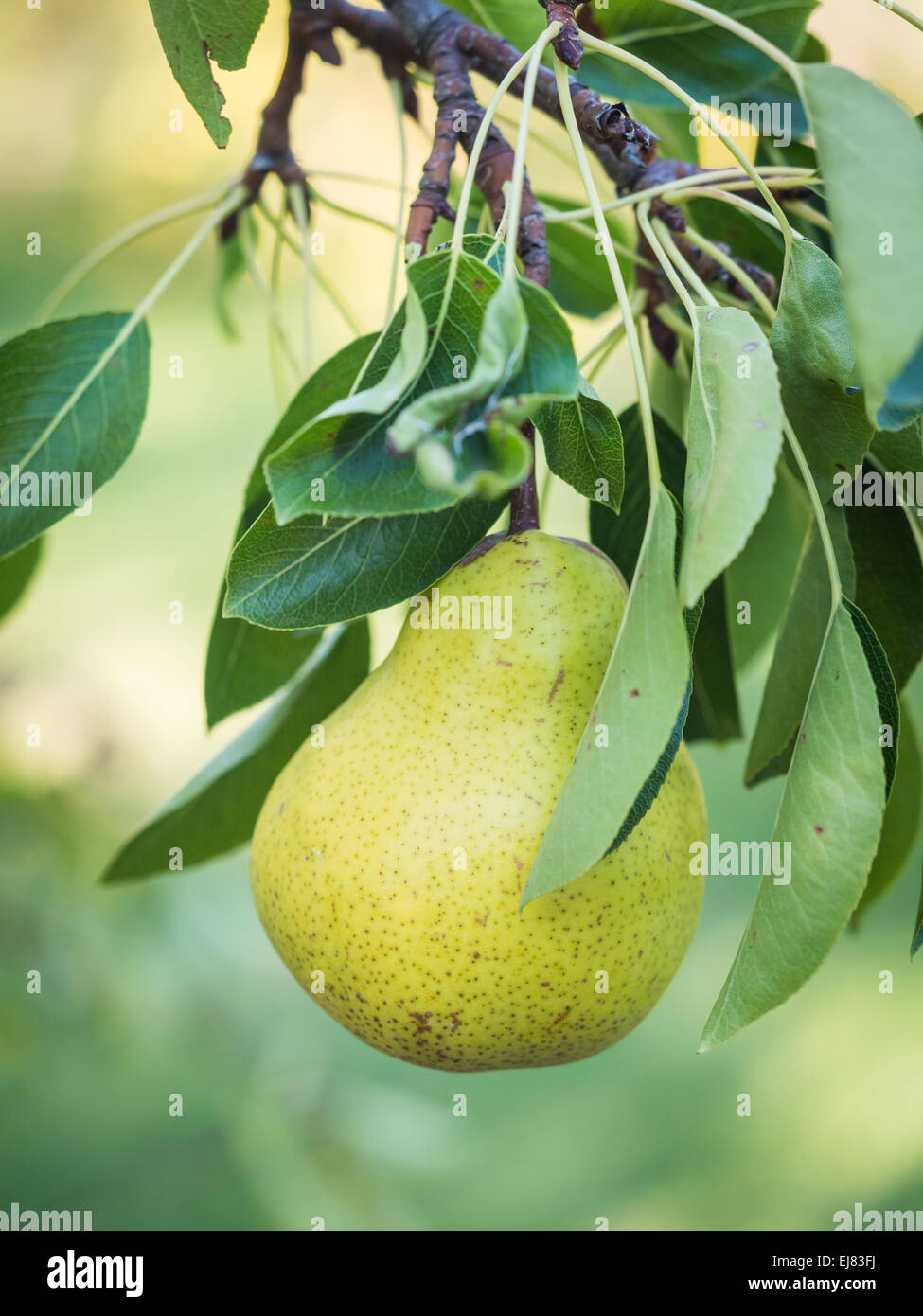 Yellow pears on a tree in a fruit orchard in Franschhoek in South ...
