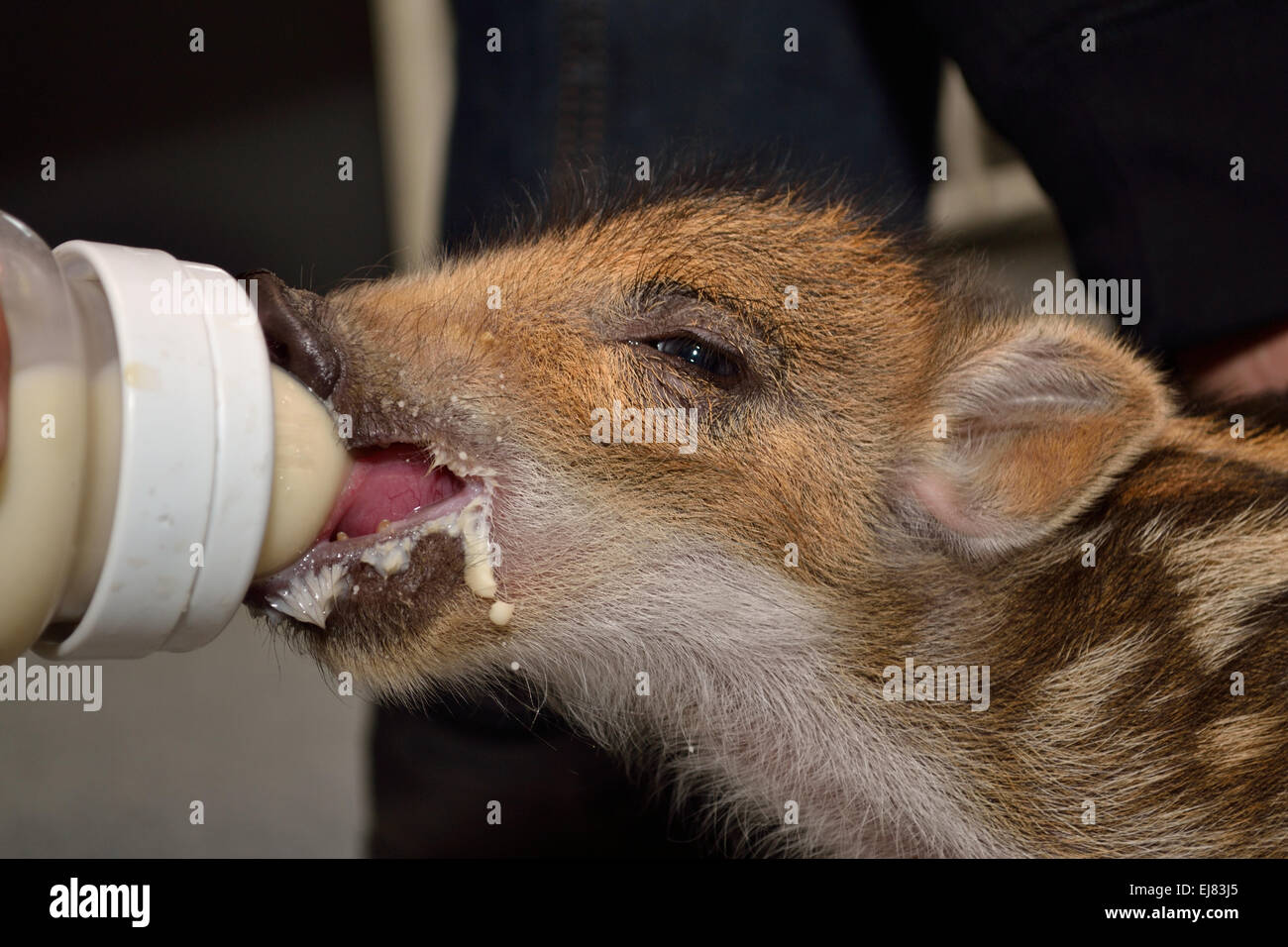 Europaisches wiidschwein hi-res stock photography and images - Alamy Europaisches wiidschwein hi-res stock photography and images - Alamy