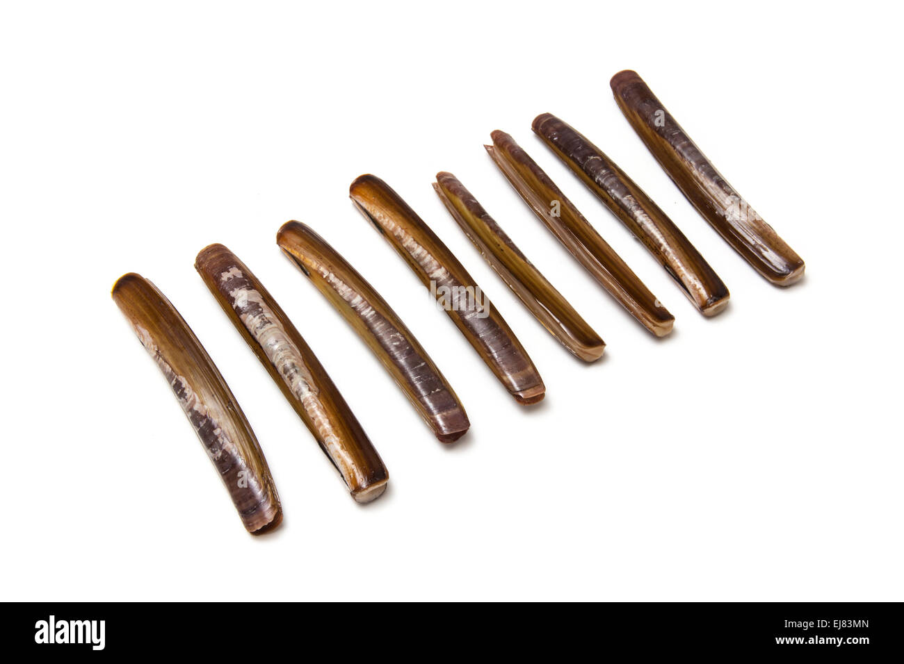 Raw Razor Clams isolated on a white studio background Stock Photo - Alamy