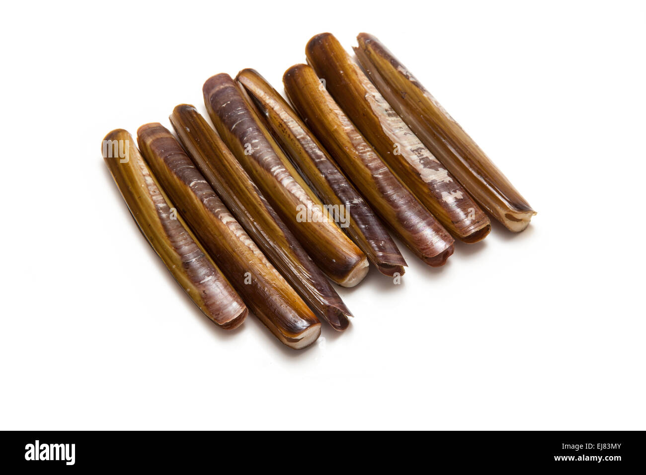 Raw Razor Clams isolated on a white studio background Stock Photo - Alamy