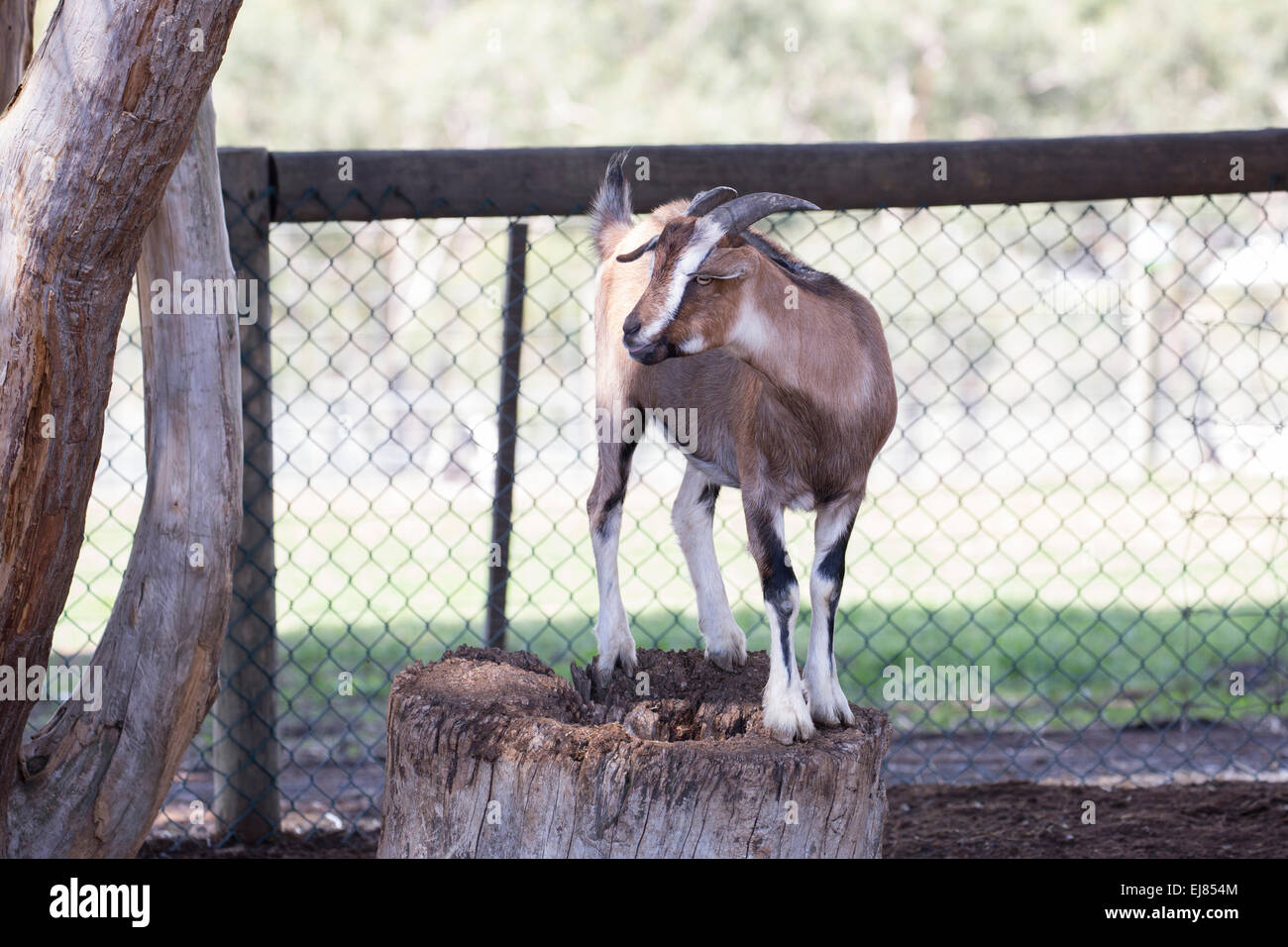 Staring goat hi-res stock photography and images - Alamy