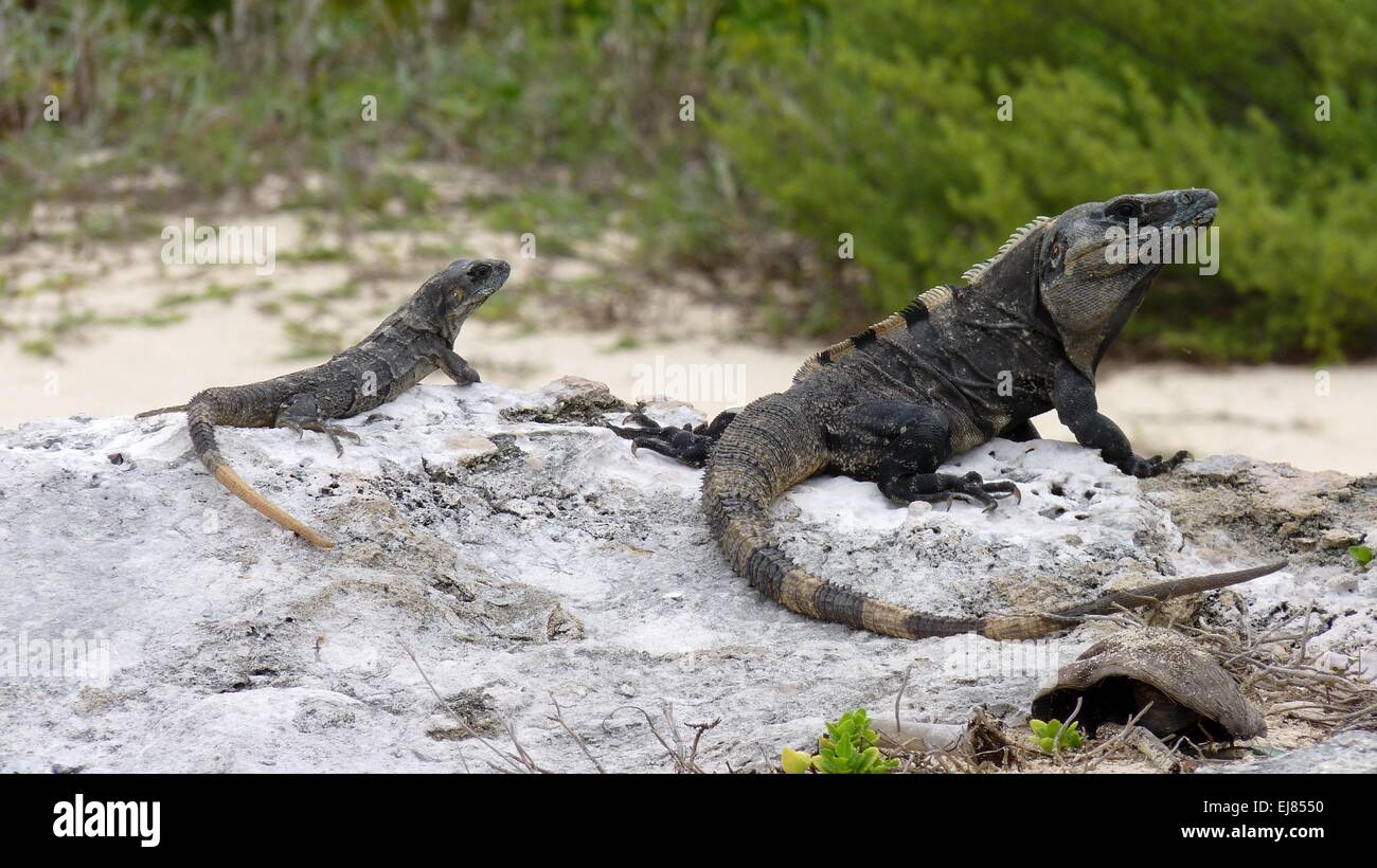 Iguanas on a rock Stock Photo - Alamy