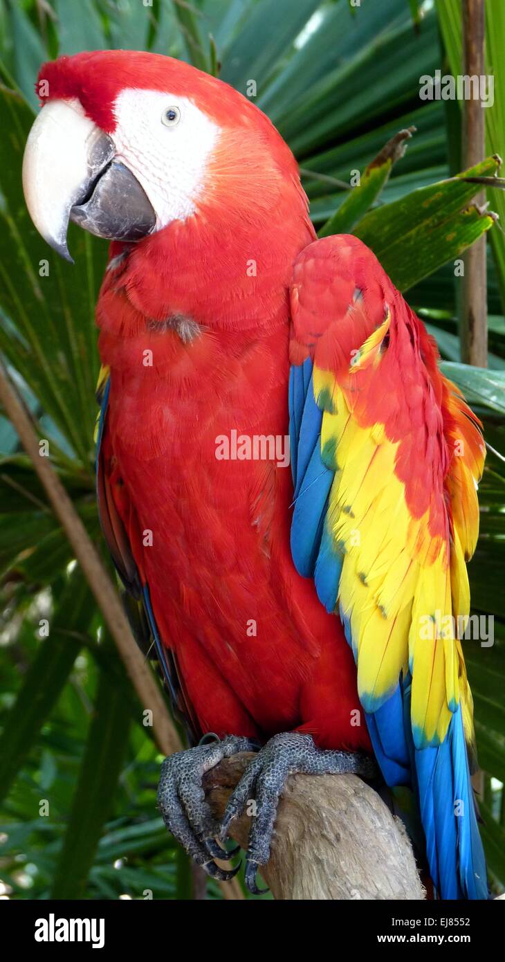 Colorful scarlet macaw Stock Photo - Alamy