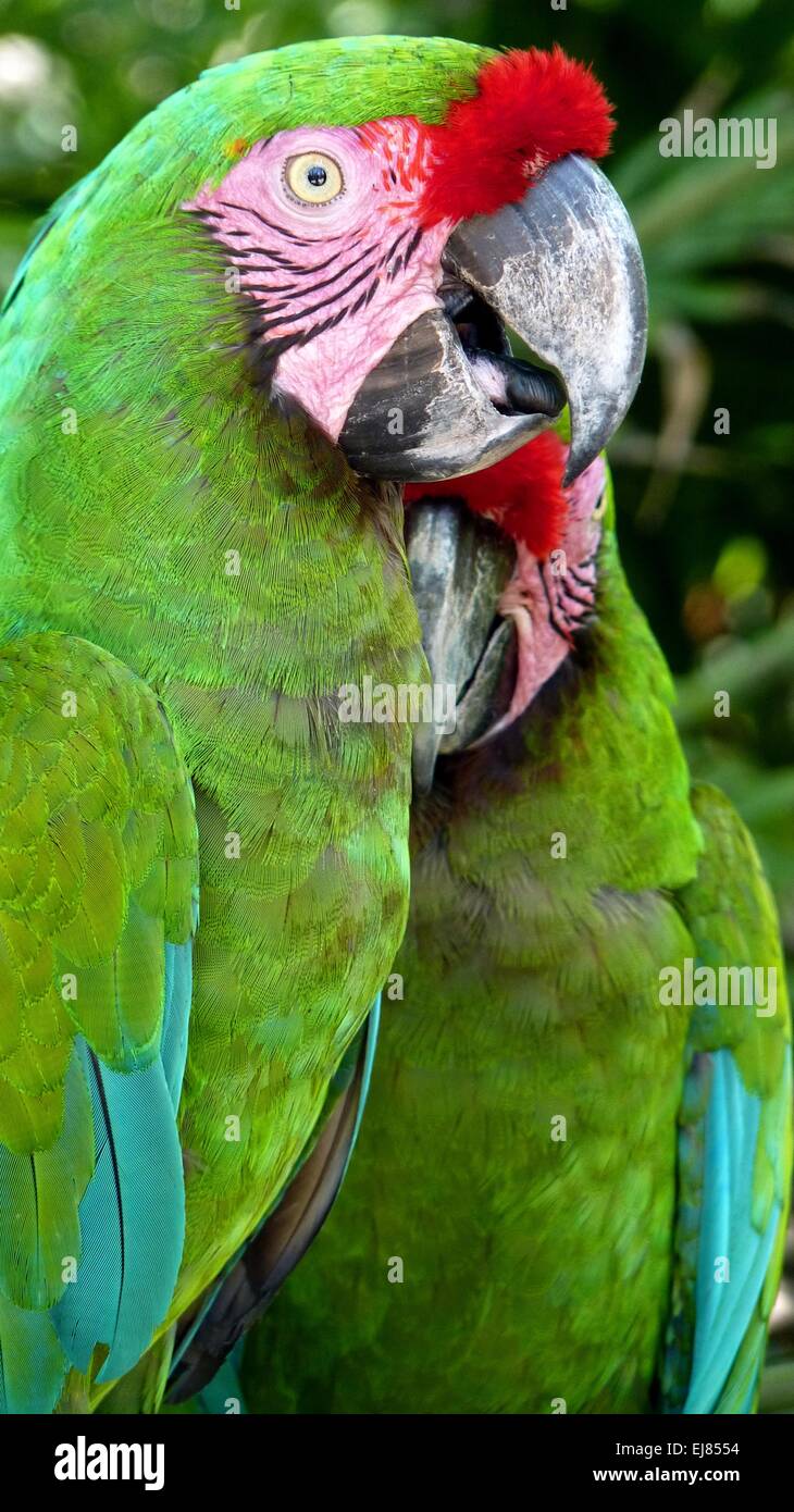 Scarlet macaws jungle hi-res stock photography and images - Alamy