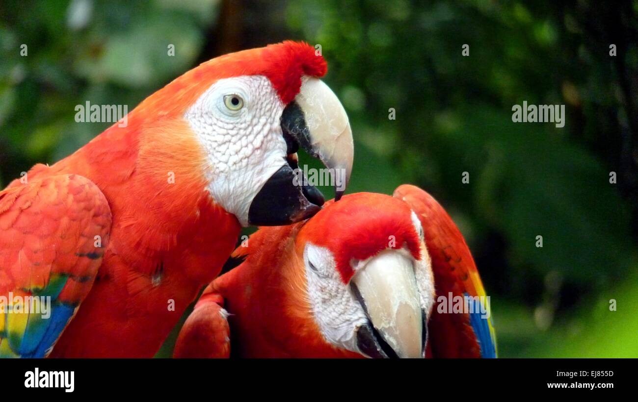 Colorful scarlet macaws Stock Photo - Alamy