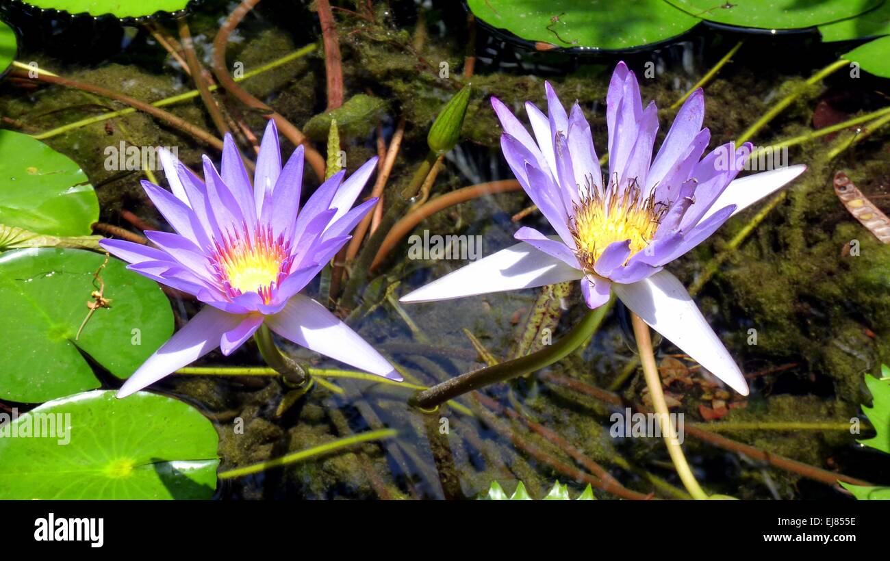 Tropical climate lotus hi-res stock photography and images - Alamy