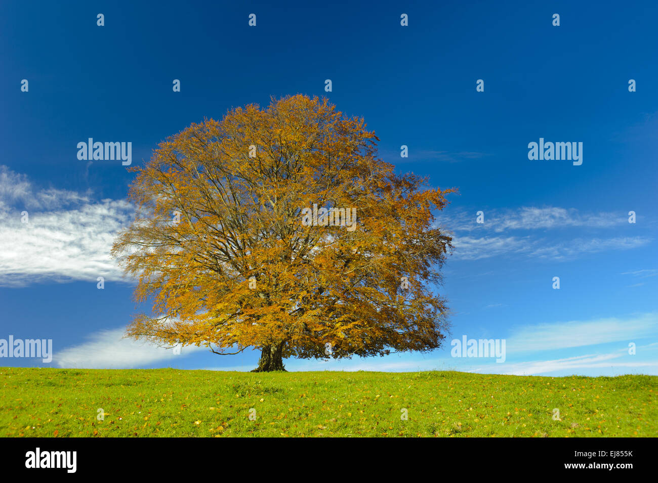 single big beech tree at autumn Stock Photo - Alamy