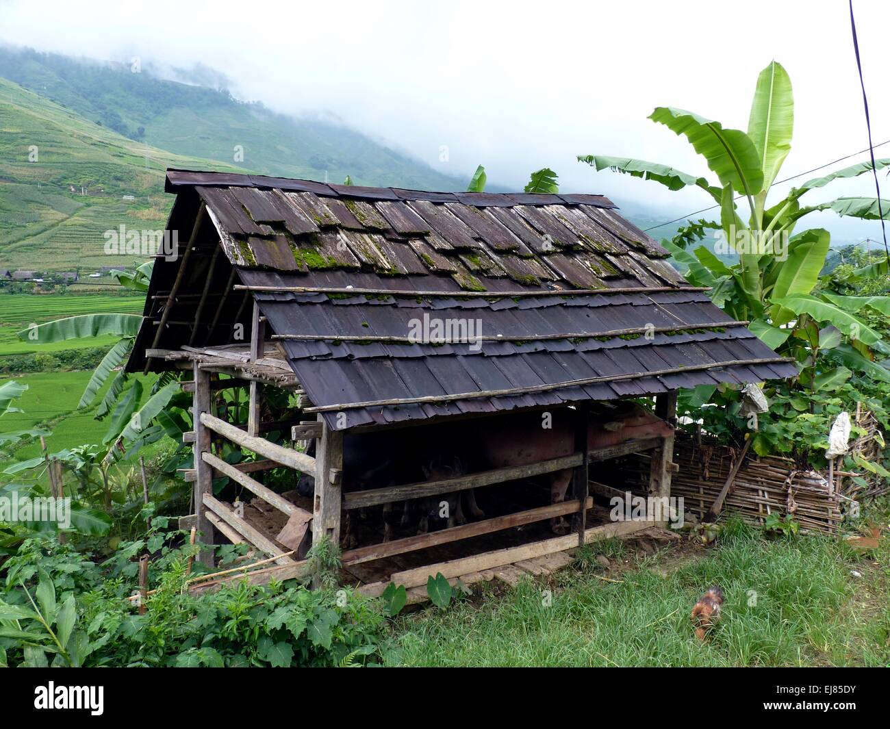 Hmong farm hi-res stock photography and images - Alamy