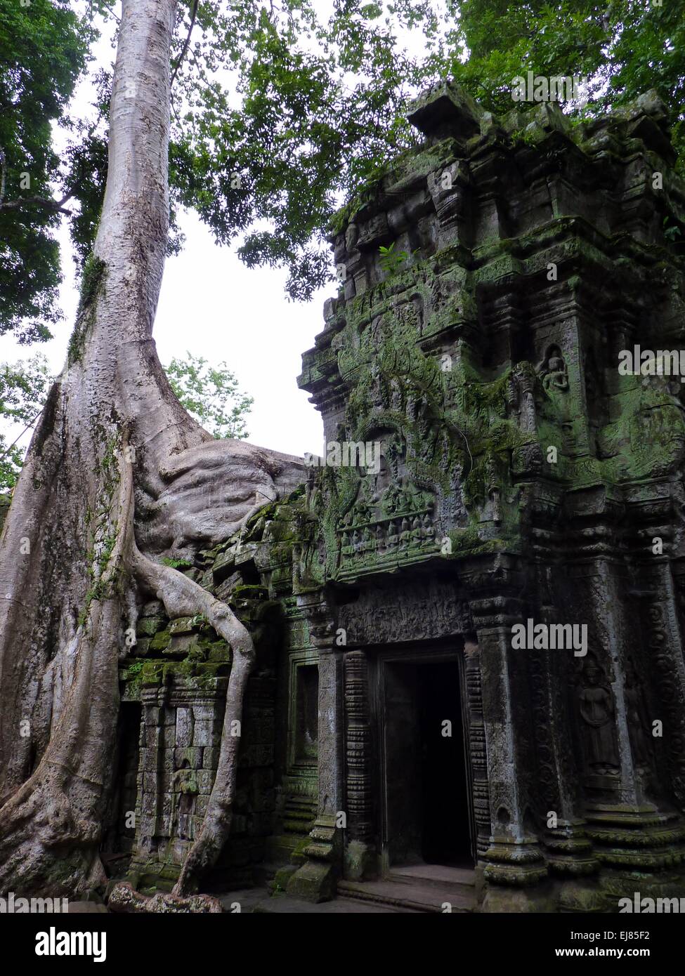 Ta Prohm ruins temple Stock Photo - Alamy