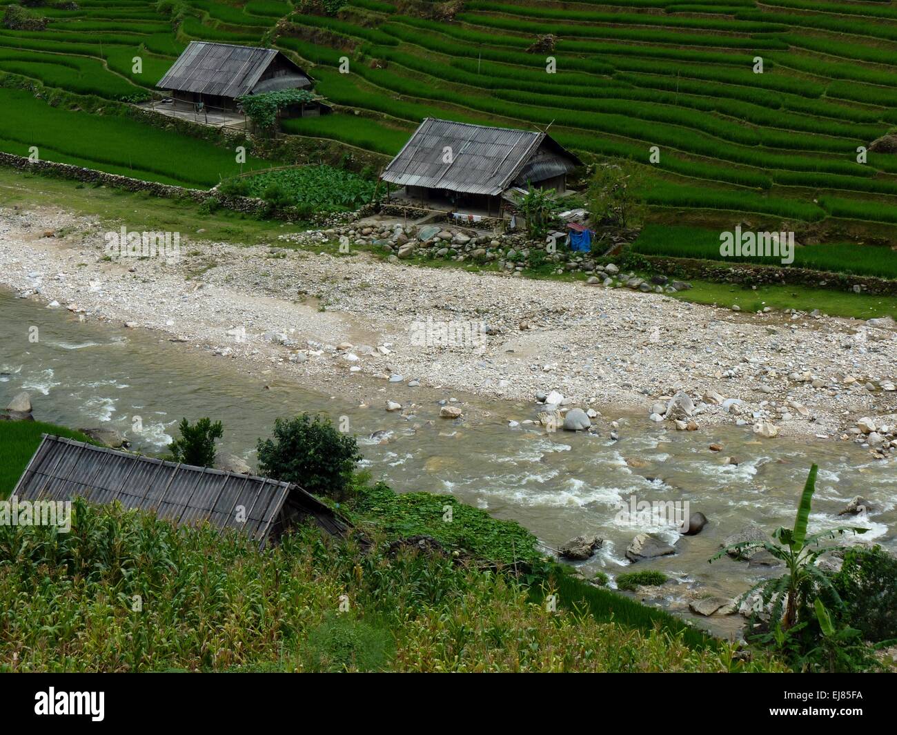 Hmong rice hi-res stock photography and images - Alamy