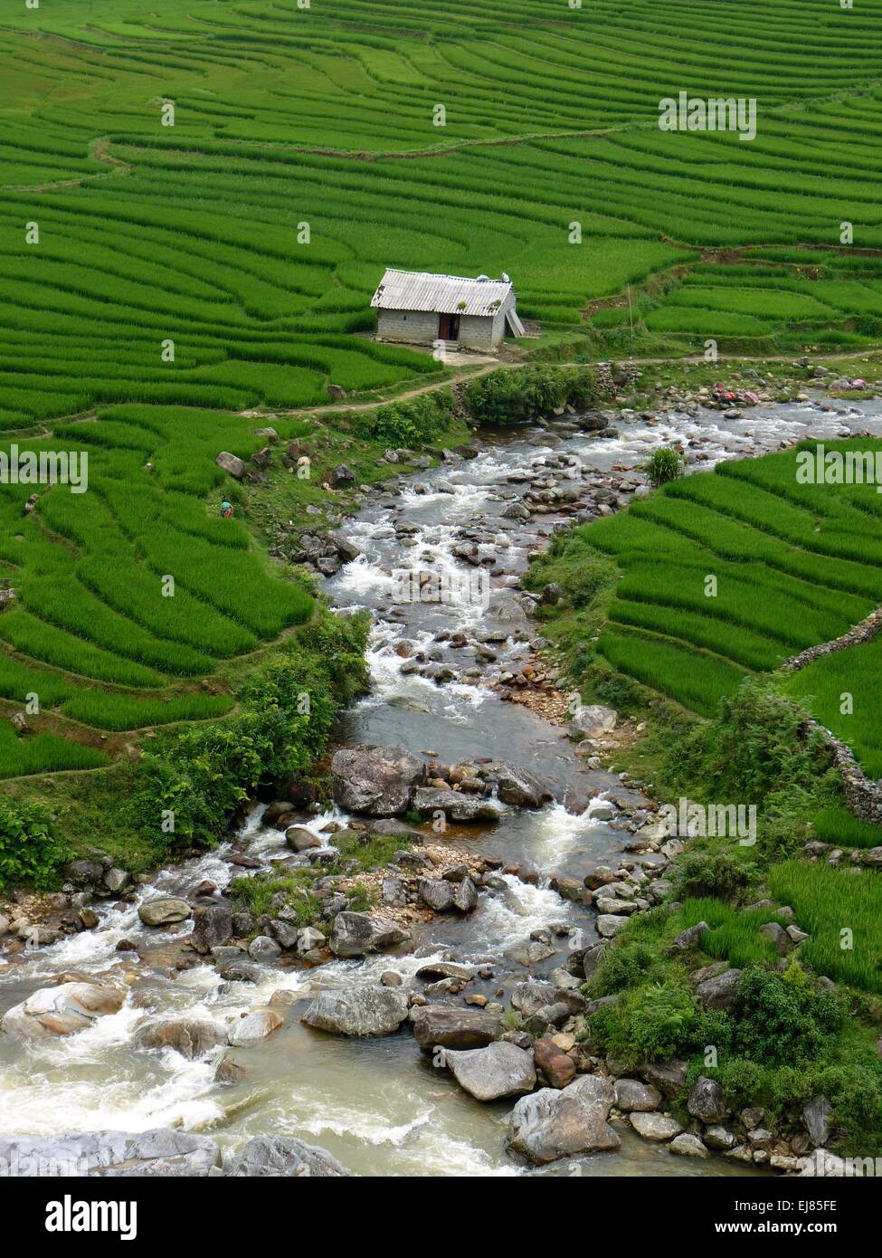 Water rice farm hi-res stock photography and images - Alamy