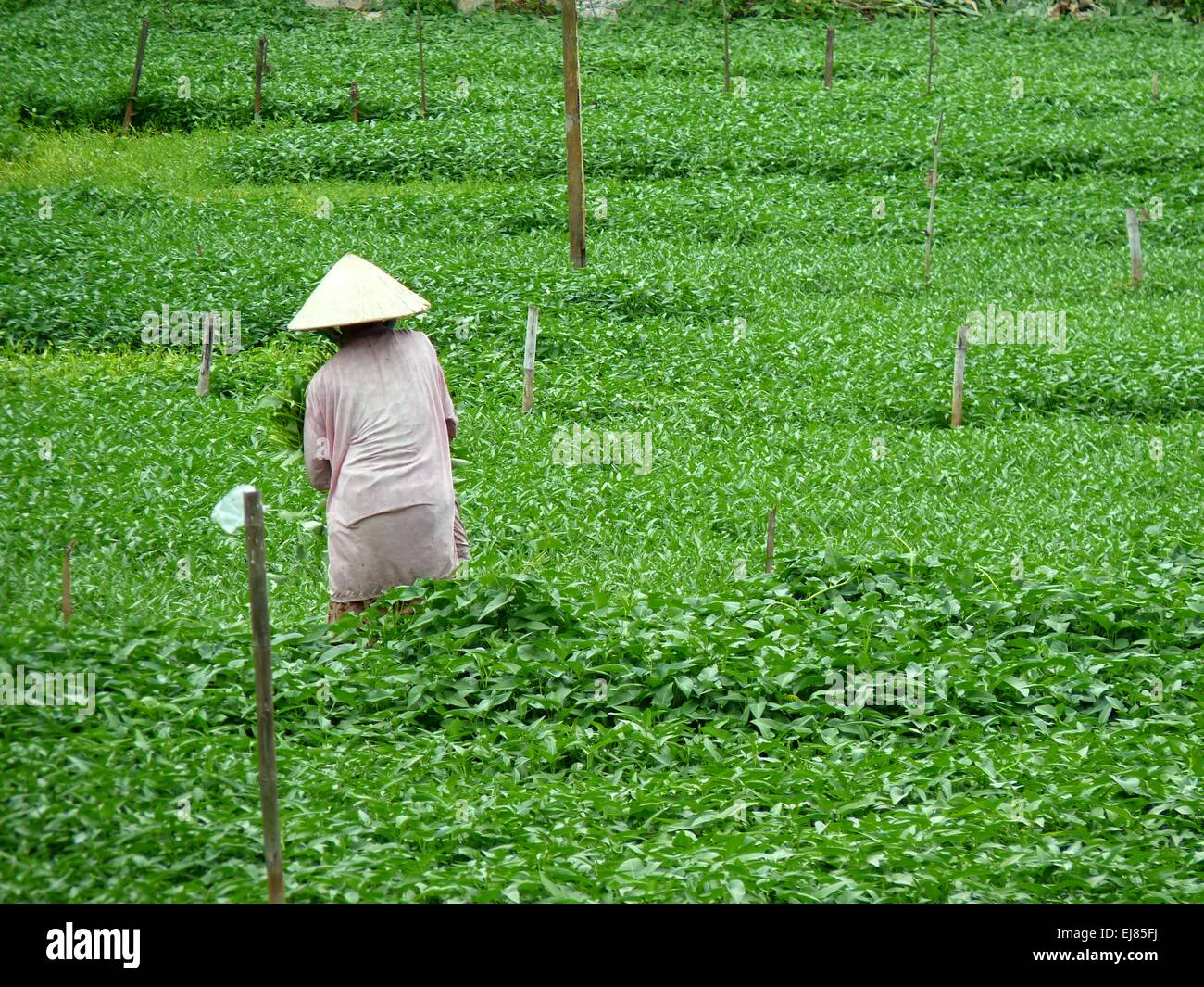 People Working Hard Farming