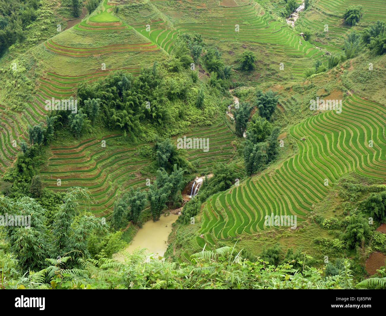 Rice fields china farmer hi-res stock photography and images - Alamy