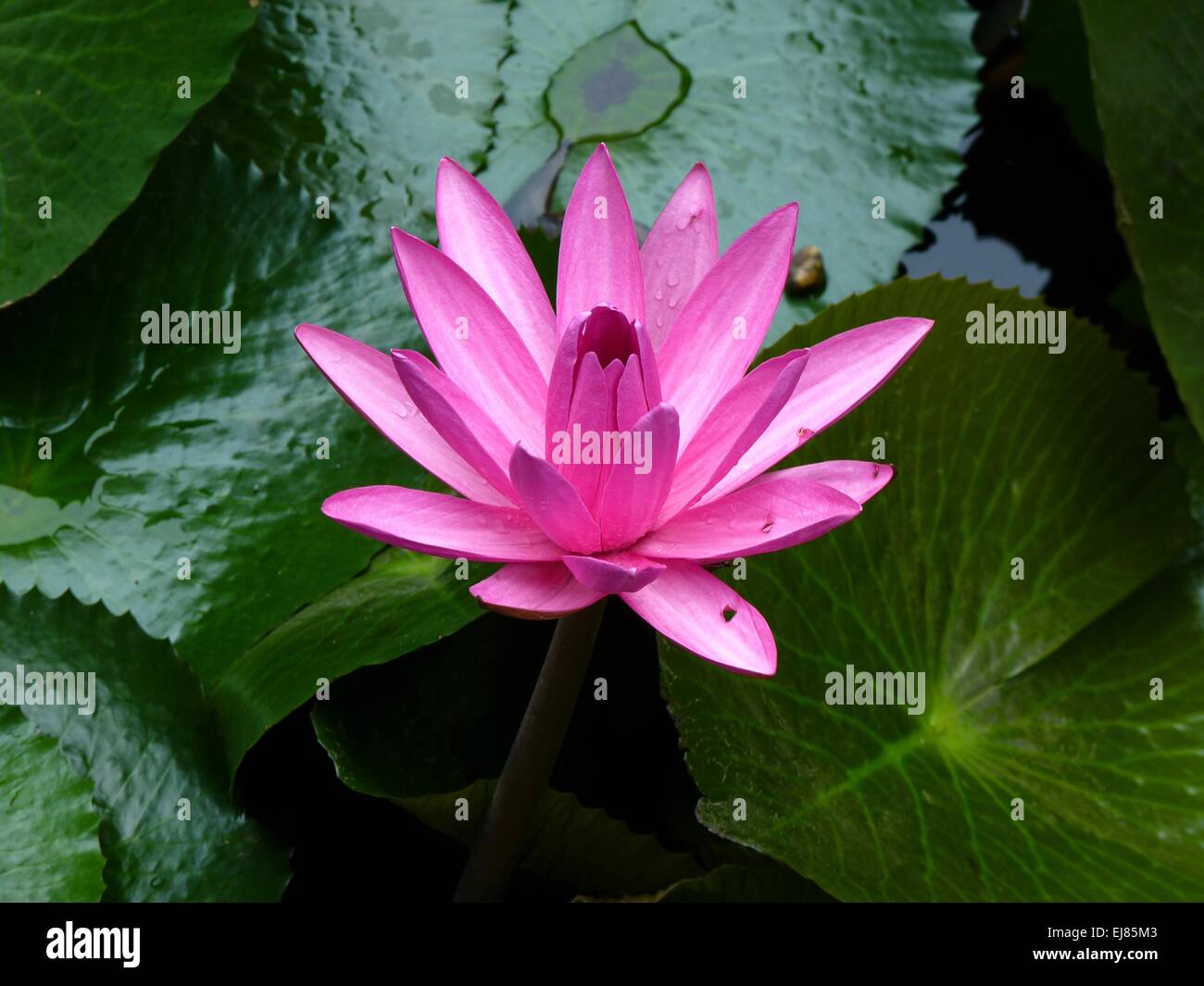 Rice lily hi-res stock photography and images - Alamy