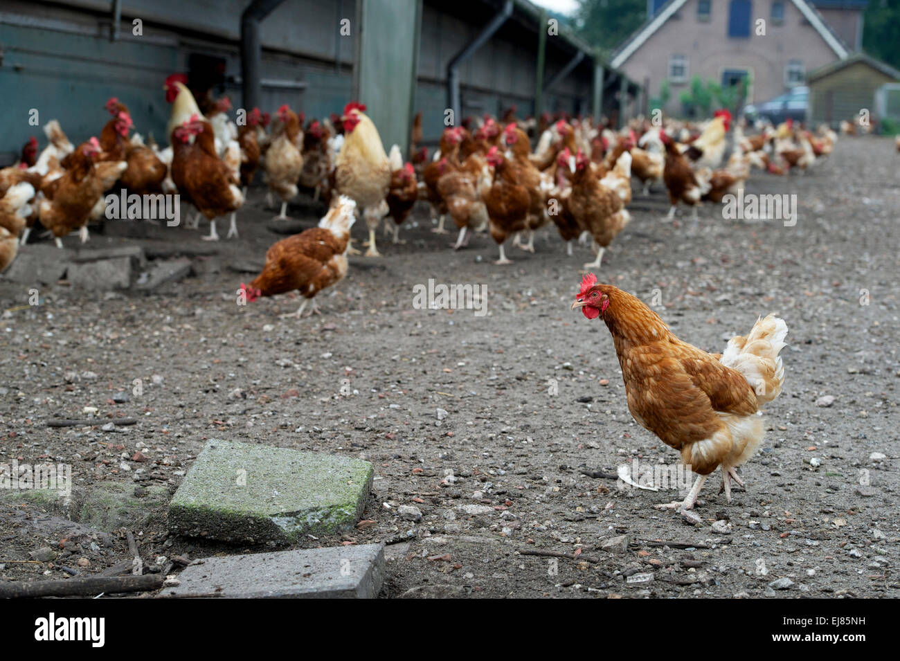 The Netherlands. Barneveld. 24-09-2014. A farm with chickens Stock ...