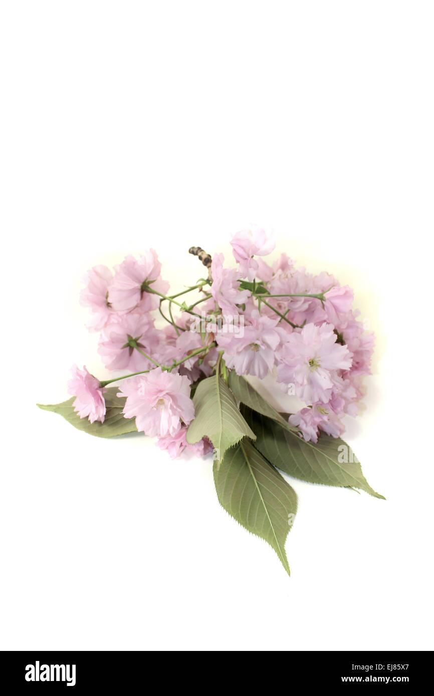 pink east asian cherry blossoms Stock Photo - Alamy