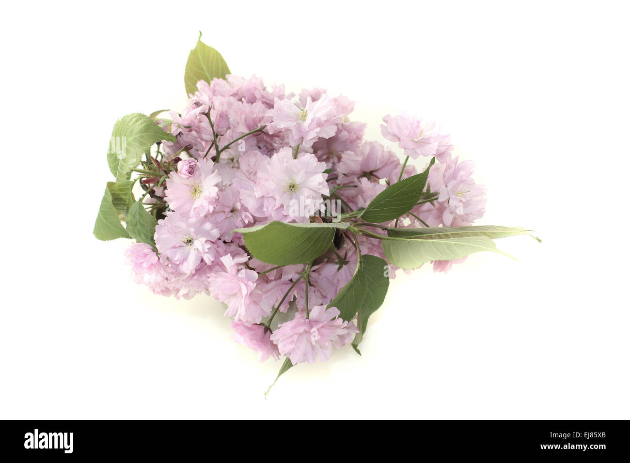Pink cherry bloom Cut Out Stock Images & Pictures - Alamy