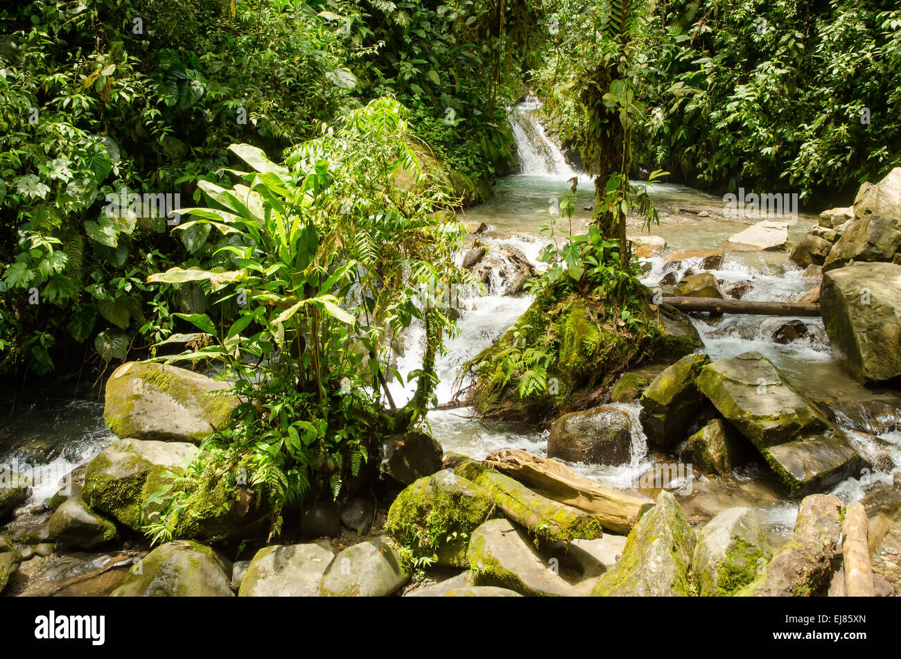 Central suriname nature reserve hi-res stock photography and images - Alamy