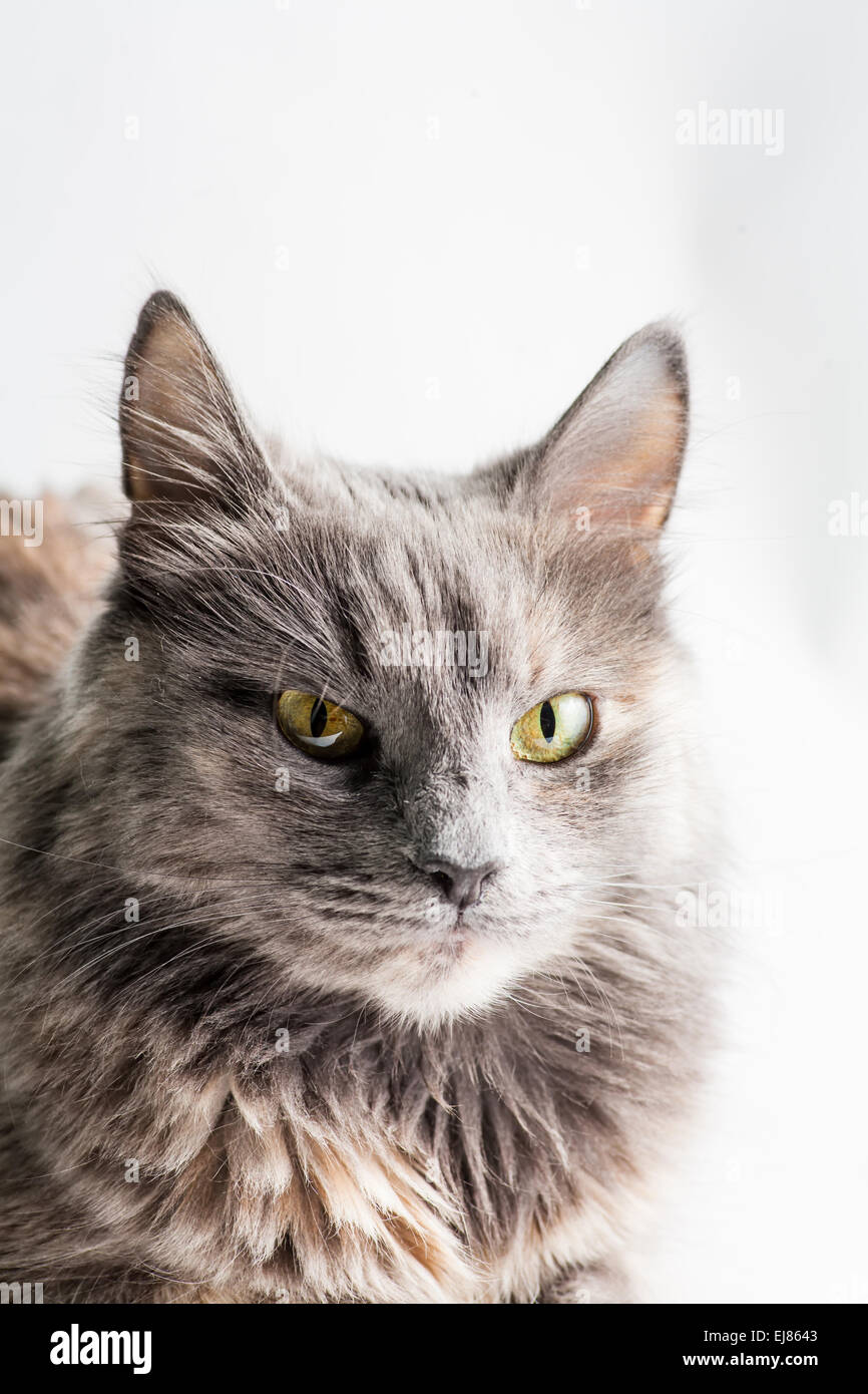 Cat looking into camera hi-res stock photography and images - Alamy