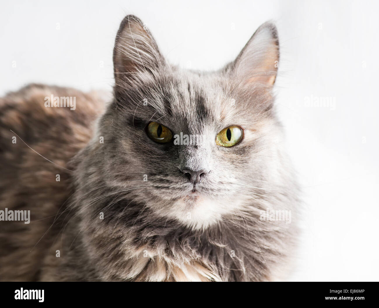 Serious cat hi-res stock photography and images - Alamy