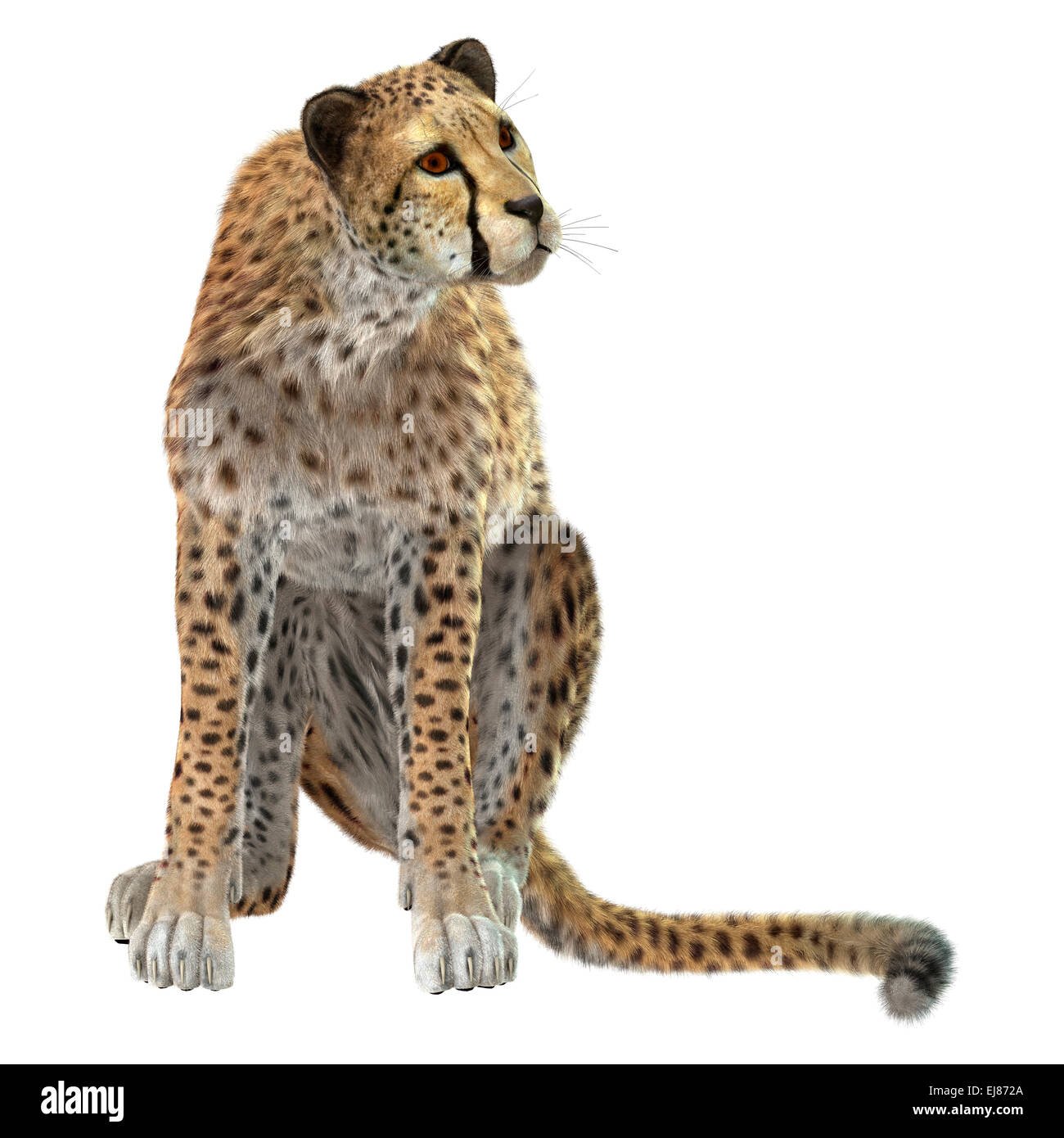 3D digital render of a cheetah isolated on white background Stock Photo ...