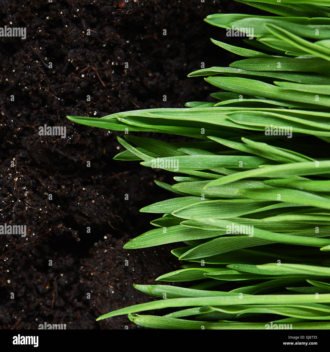 Green grass with a ground Stock Photo - Alamy