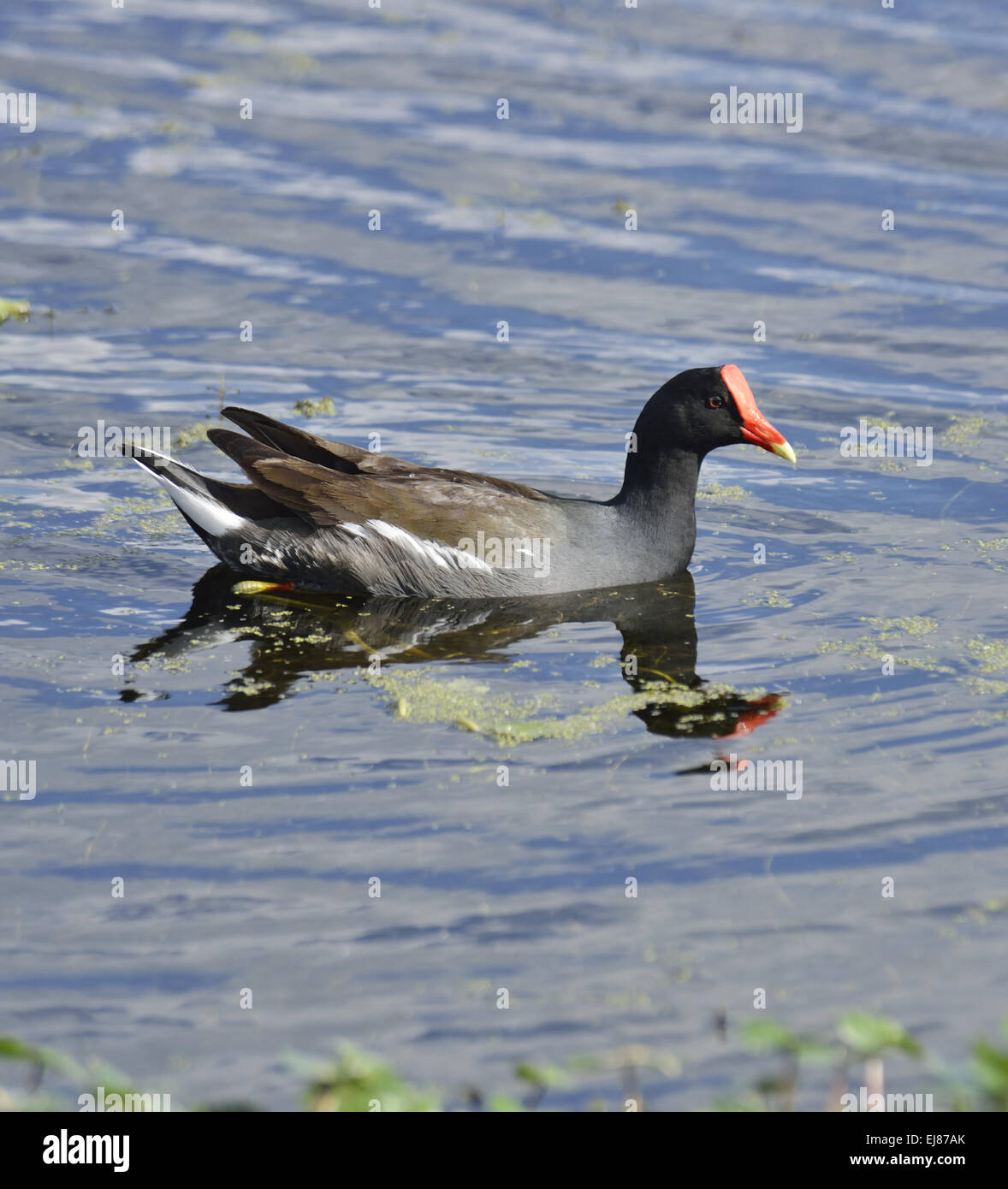 Common Moorhen Bird Stock Photo - Alamy
