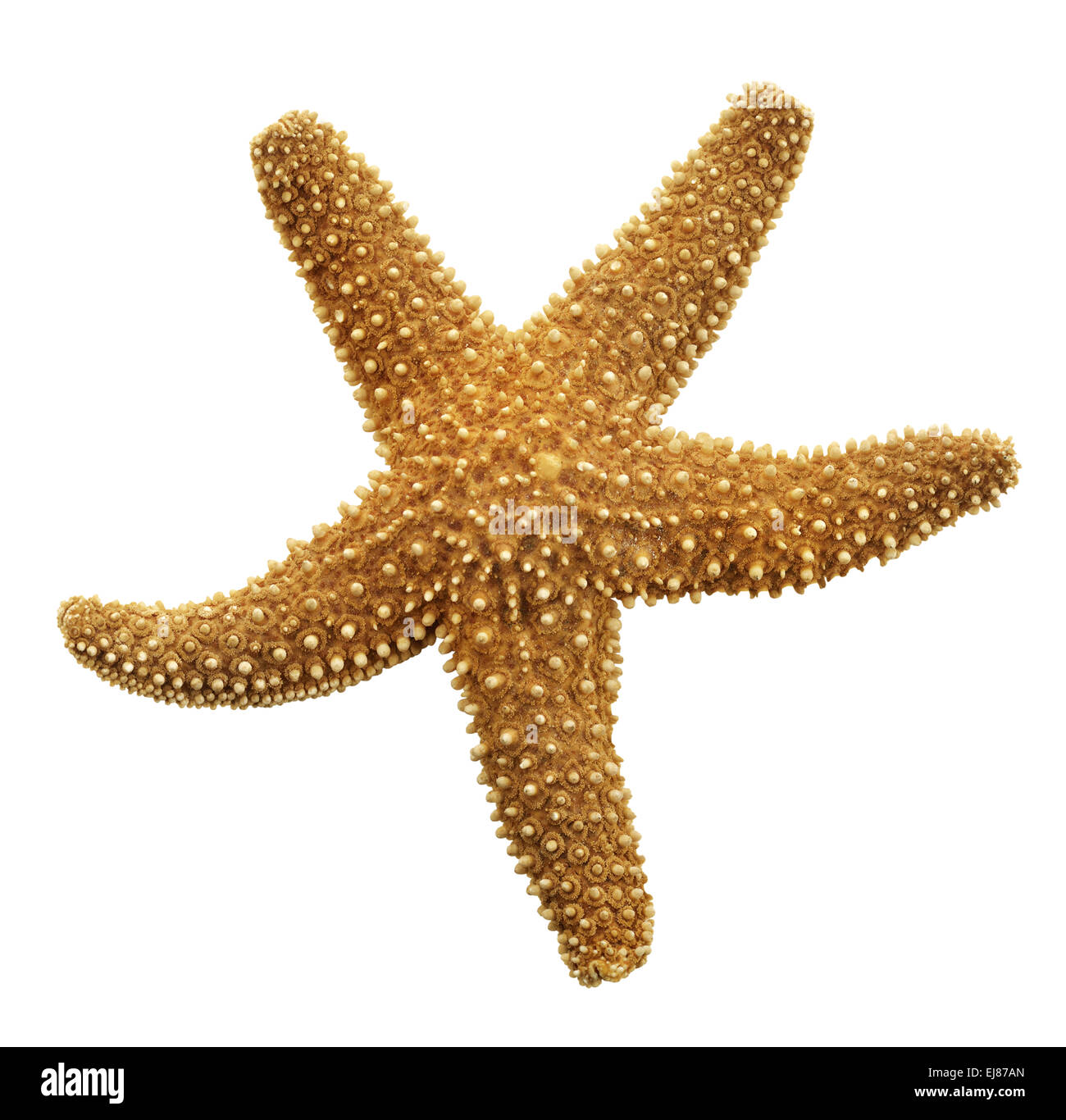 Starfish orange white hi-res stock photography and images - Alamy