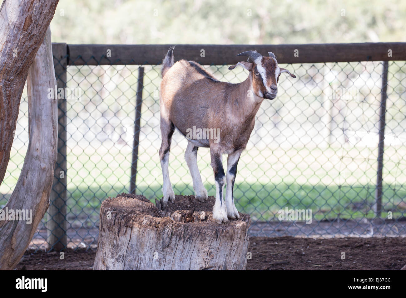 Staring goat hi-res stock photography and images - Alamy