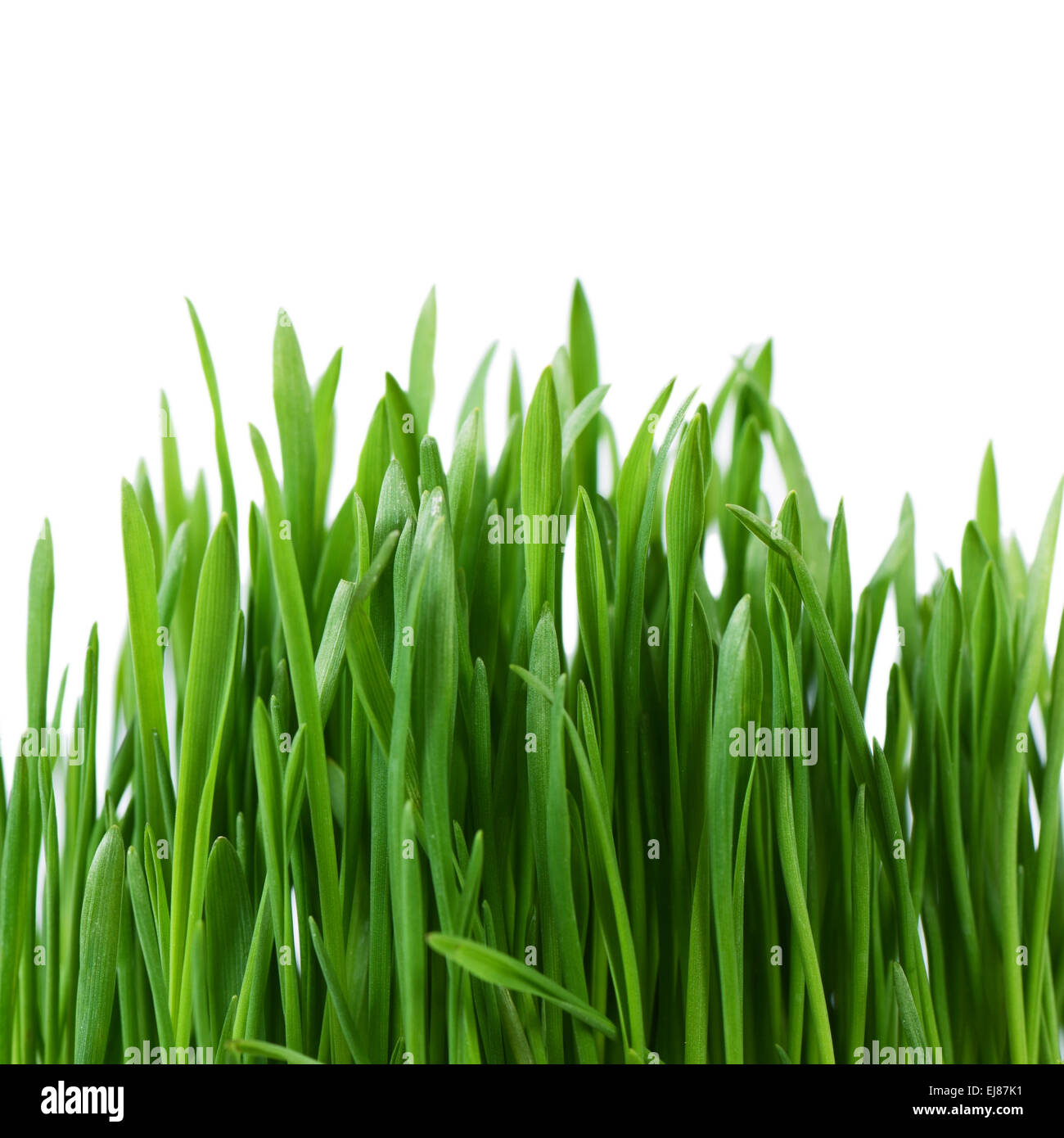 Green grass isolated on white background Stock Photo - Alamy