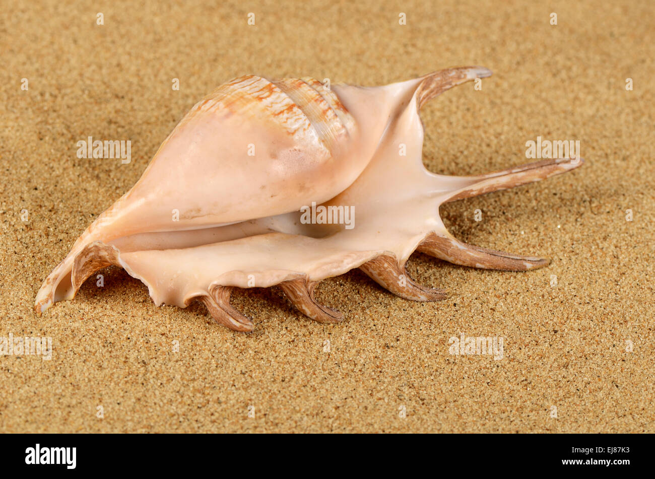 The sea shell in the sand Stock Photo - Alamy