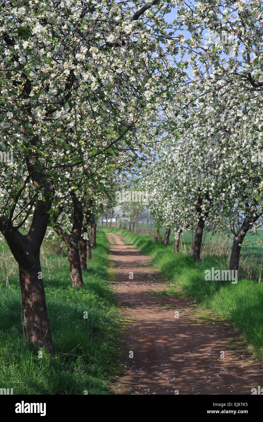 Barren fruit trees hi-res stock photography and images - Alamy