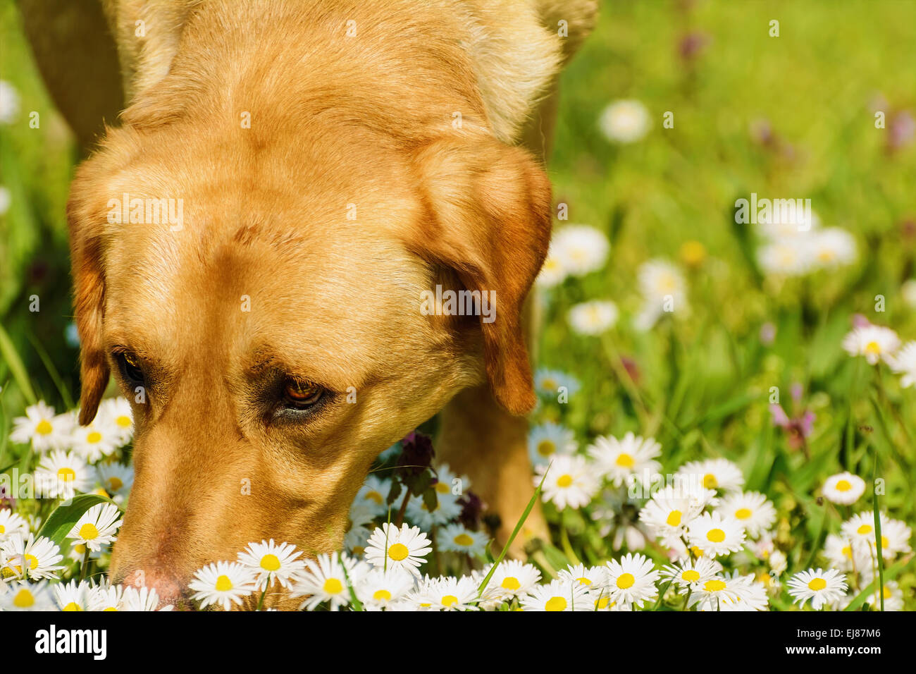 Dog smelling hi-res stock photography and images - Alamy